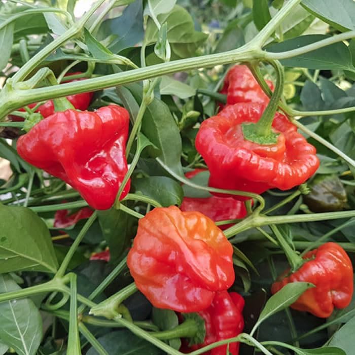 Jamaican Red Chili Pepper Seeds - Super Spicy Exotic Chili Plant ...