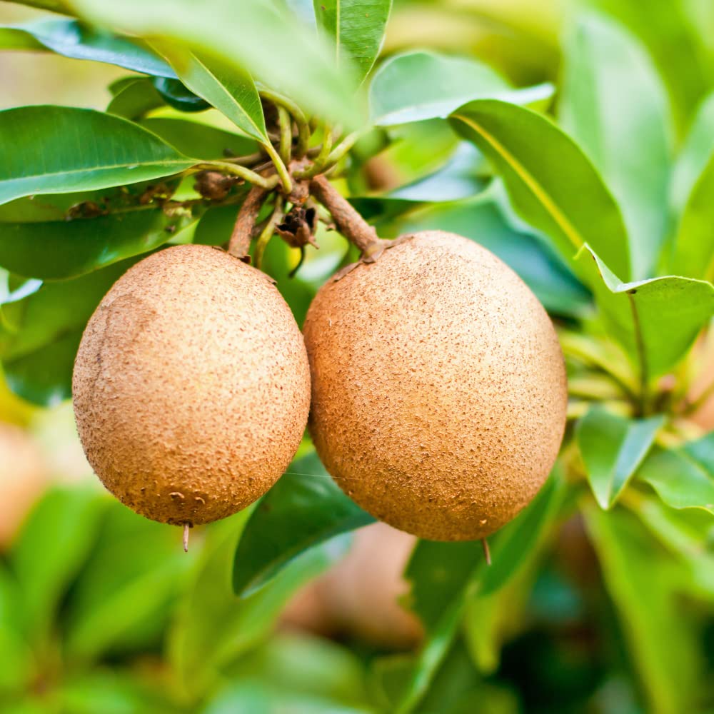 Buy Alano Sapodilla Tree Sapodilla Fruits Tree 3 Feet Tall - Sapote ...