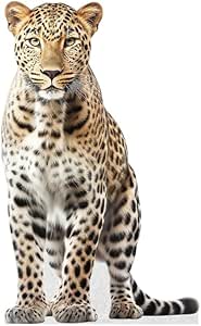 Amazon.com: Persian Leopard - Life Size Cardboard Cutout Standup People ...