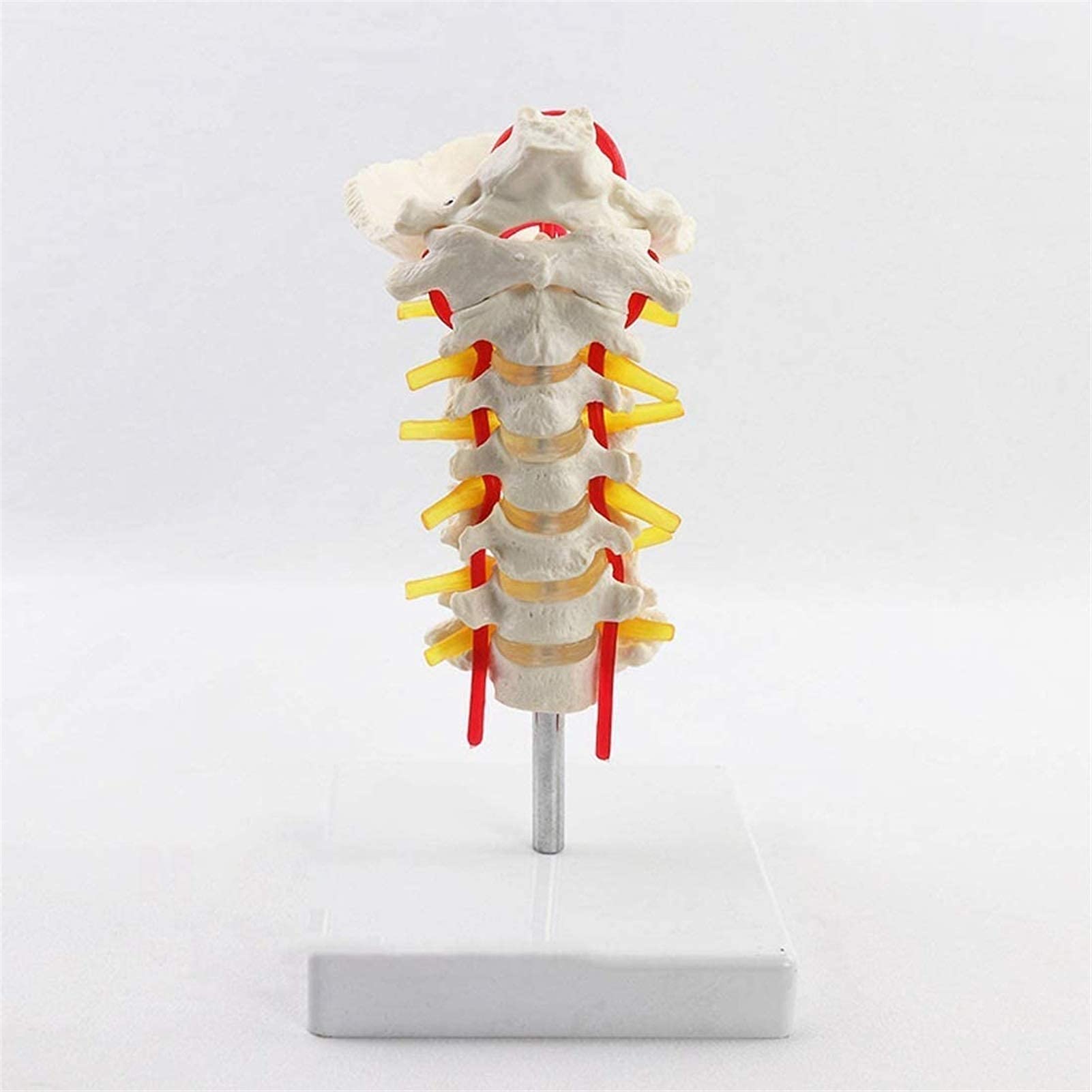 Buy Anatomy Model, Educational Model Human Cervical Vertebra Skeleton ...
