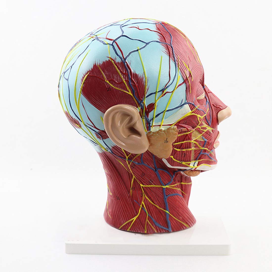 Buy Educational Model Half Head Face Anatomy Human Anatomical ...