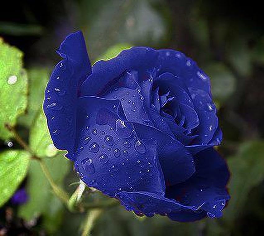 Green view"Grafted Blue roses Best color flower plant Climbing Rose ...