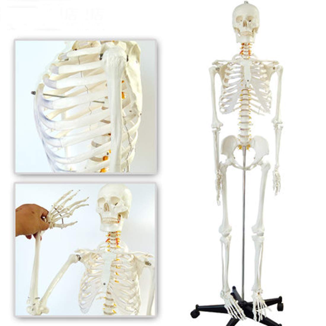 Buy Educational Model Model Skeleton Human Anatomy Model 170 Cm, Stand ...