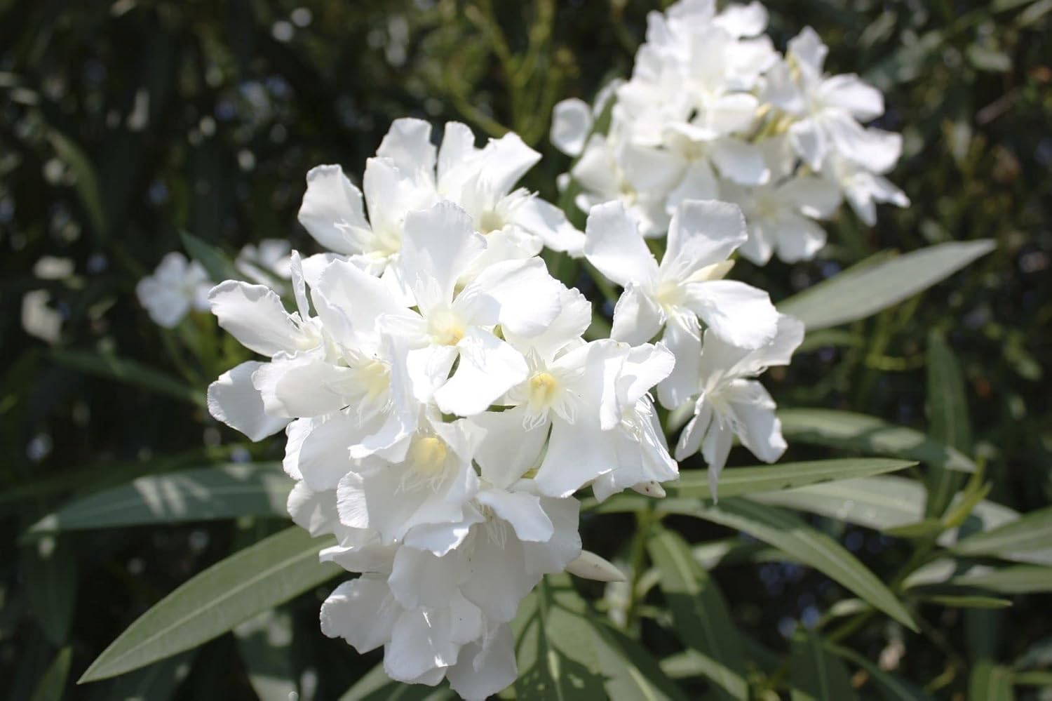 Zomoloco_Oleander Plant-white oleander/white Nerium/ oleander/karabi ...