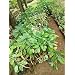 Modern Plants Live Ranapala Plant / Kidney Stone Live Plant / Air Plant ...
