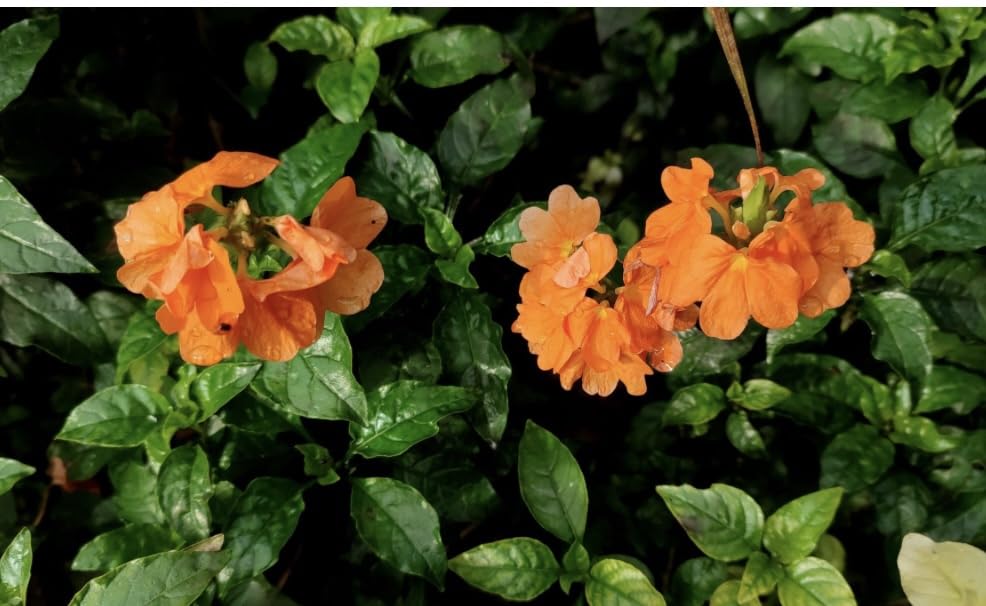 Anuraj farms Crossandra, Crossandra infundibuliformis,firecracker ...