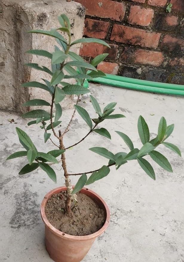 PlantaZee Guava Live Plant Sweet Seedless Jamrukh Amrud Live Chinese ...