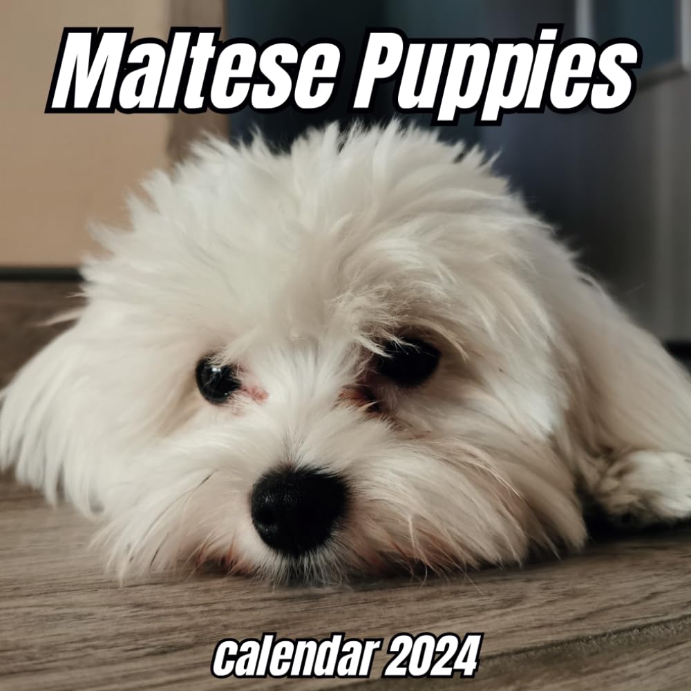 Maltese Puppies Calendar 2024: 14 Months Organizer For Home & Office ...