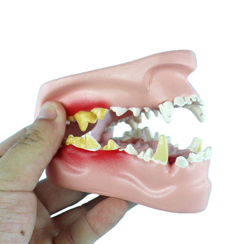 Anatomy Canine Dog Jaw Model Teeth Model Veterinary Teaching Model ...
