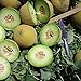 Amazon.com: Seeds of Change Certified Organic Arava F-1 Galia Melon ...