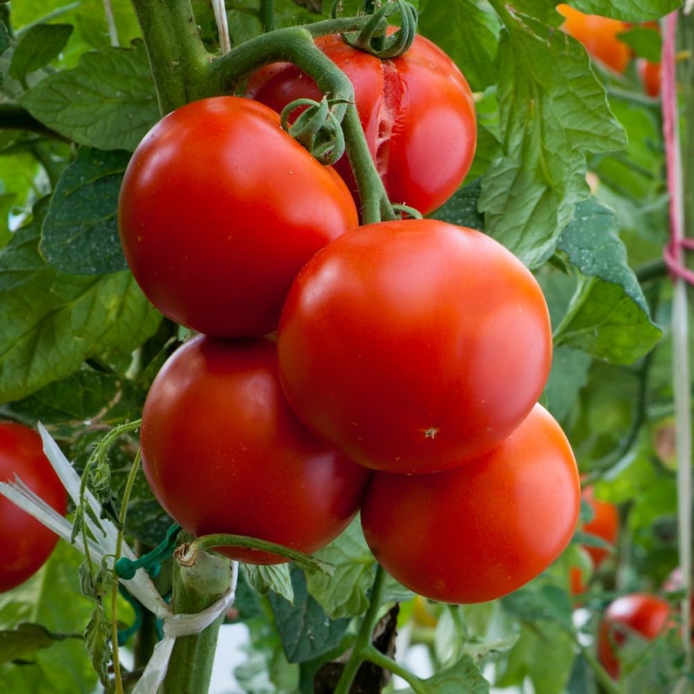 Thompson & Morgan - Vegetables - Tomato Moneymaker - 50 Seed : Amazon ...