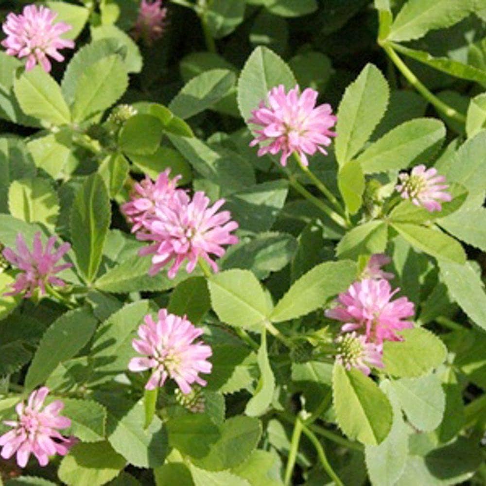 Amazon.com : 3500 Persian Clover Seeds 7 Grams Heirloom Non GMO USA ...