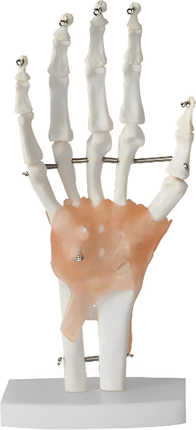 VENOAL Human Hand Joint Model,Show The Bone Structure and Joint ...