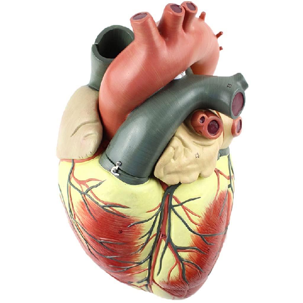 Buy Medical Ultrasound Human Heart Model, Ultrasound Model of Cardiac ...