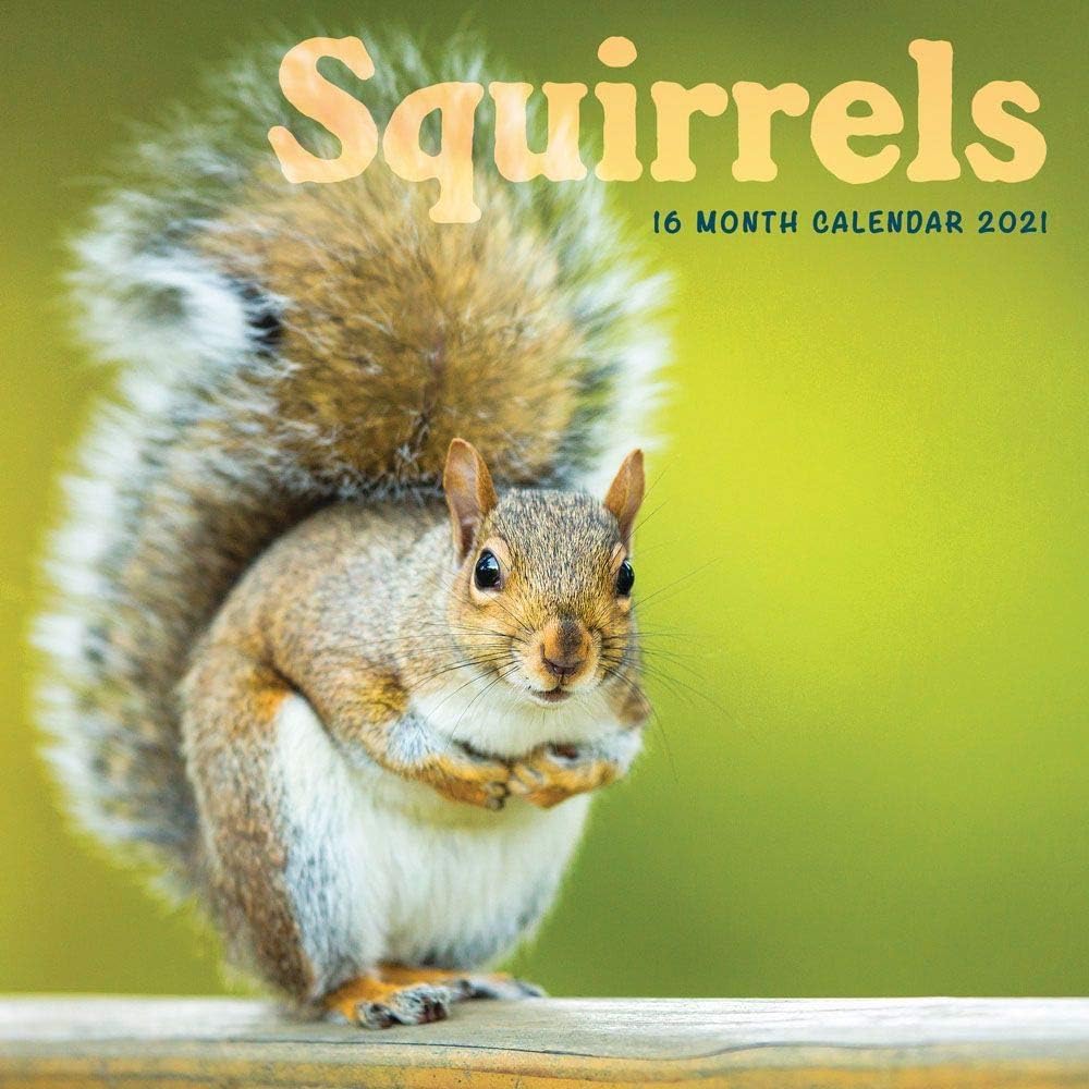 Amazon.com: Carousel Calendars, Squirrels Wall Calendar 2021 : Office ...