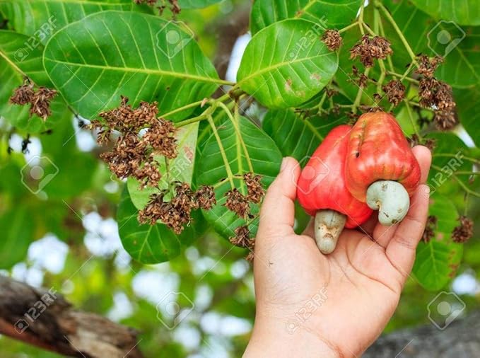 Creative Farmer Live Plant Cashew Nut Godambi Exotic Rare Garden Plant ...