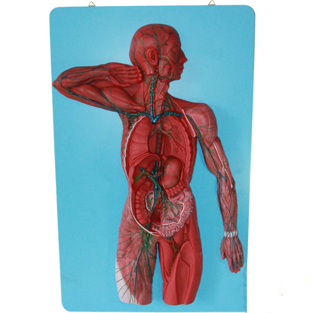 Buy DFJU Educational Model Scientific Human Anatomy Human Lymphatic ...