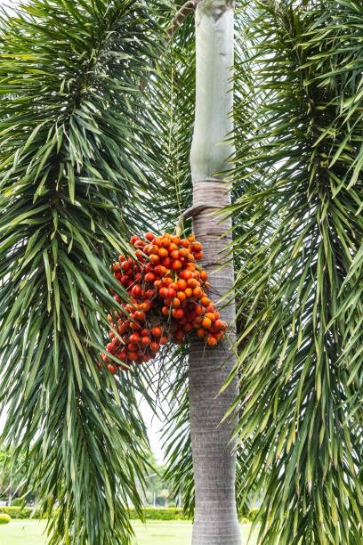 Assam Supari,Original Assam Supari Plant(1live Healthy plant). : Amazon ...