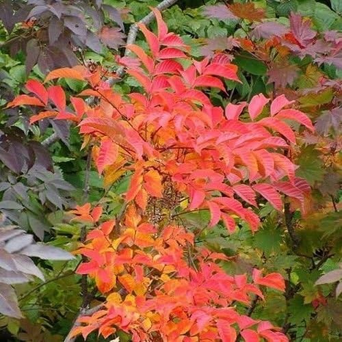 Amazon.com : Chinese Lacquer Tree Seeds (Toxicodendron vernicifluum) 25 ...