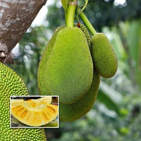 Thai Jackfruit (Seedless) Fruit Plant (Grafted, Pack Of 1) : Amazon.in ...