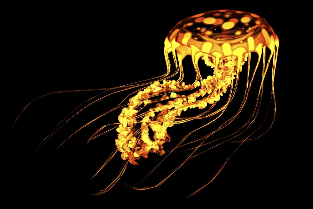 Deep Water Jellyfish