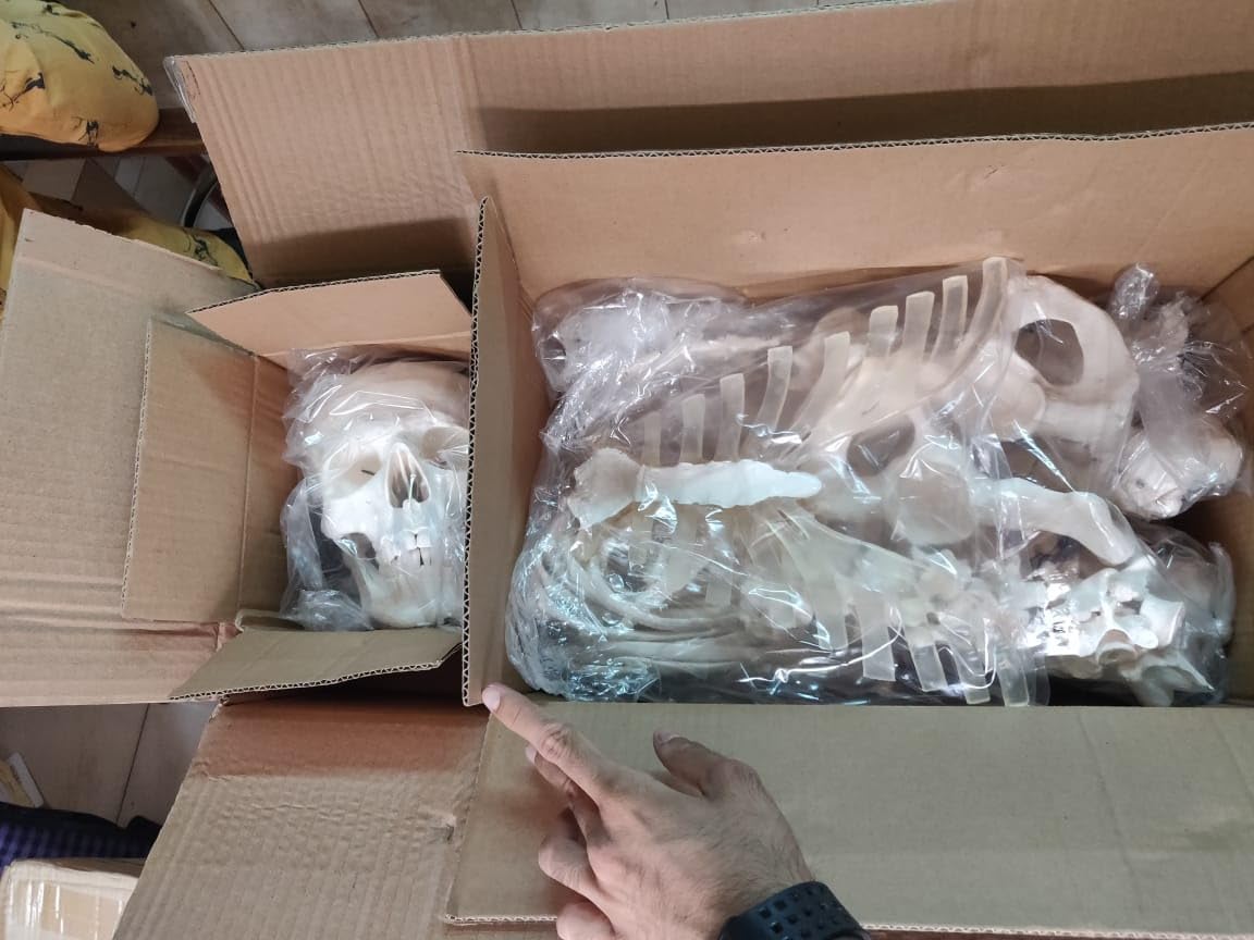 Genex Disarticulated Human Skeleton Model Bone Set for Anatomy with ...