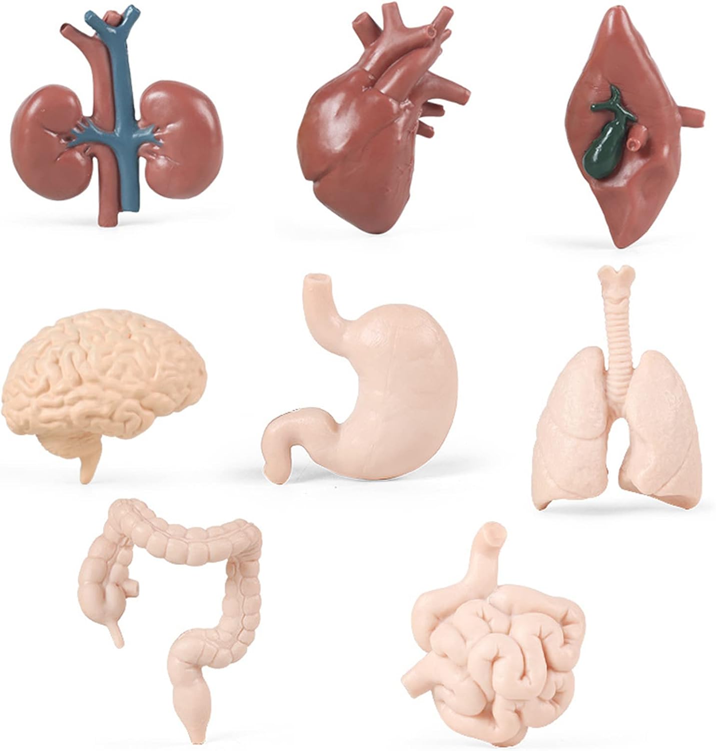 Amazon.com: 8PCS Human Organs Model Mini Human Body Parts Anatomy Toys ...