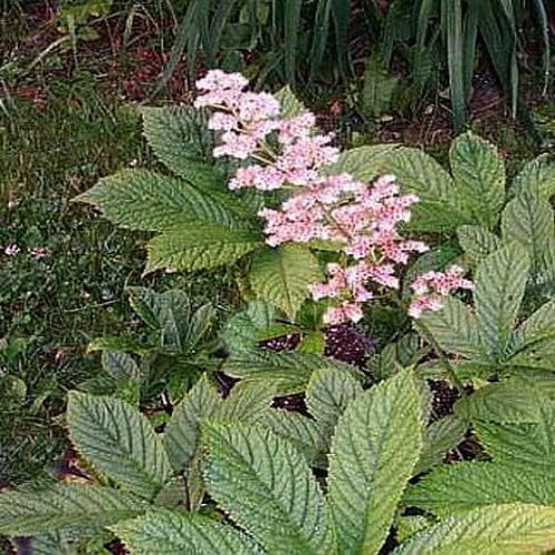 Plant World Seeds - Rodgersia Aesculifolia Seeds (Perennial Flower ...
