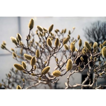 Amazon.com : 2 French Pink Pussy Willow Trees - Fresh Cuttings, Ready ...