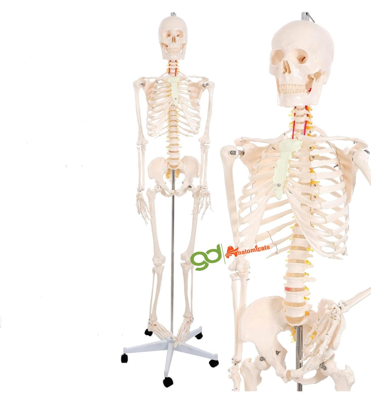 GD ANATOMICALS® Life-Size Standing Human Skeleton Model with Sturdy ...