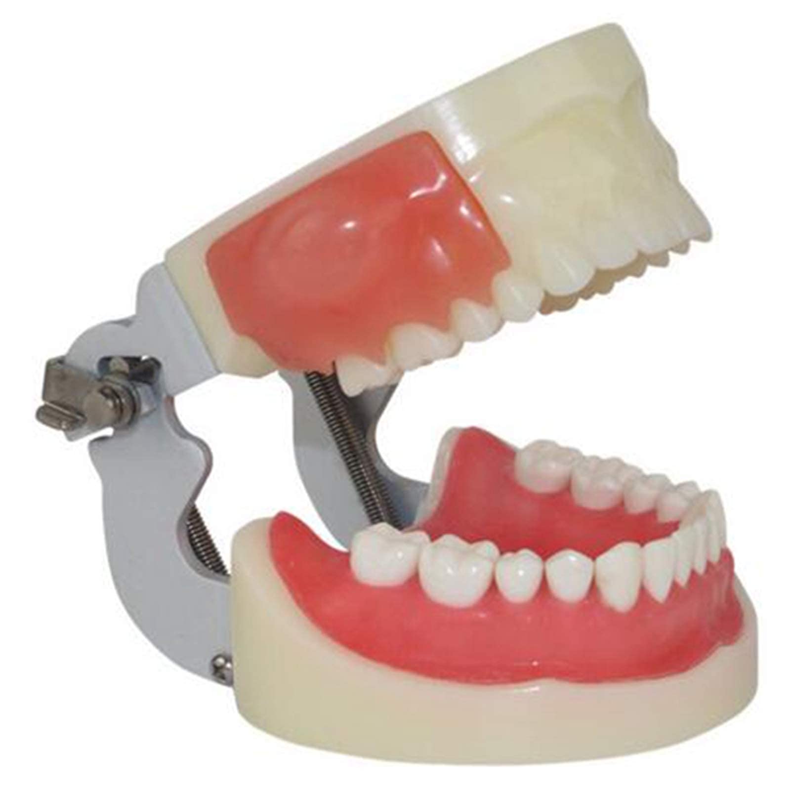 Buy XYXZ Anatomy Model Oral Dental Model, Medical Equipment Alveolar ...