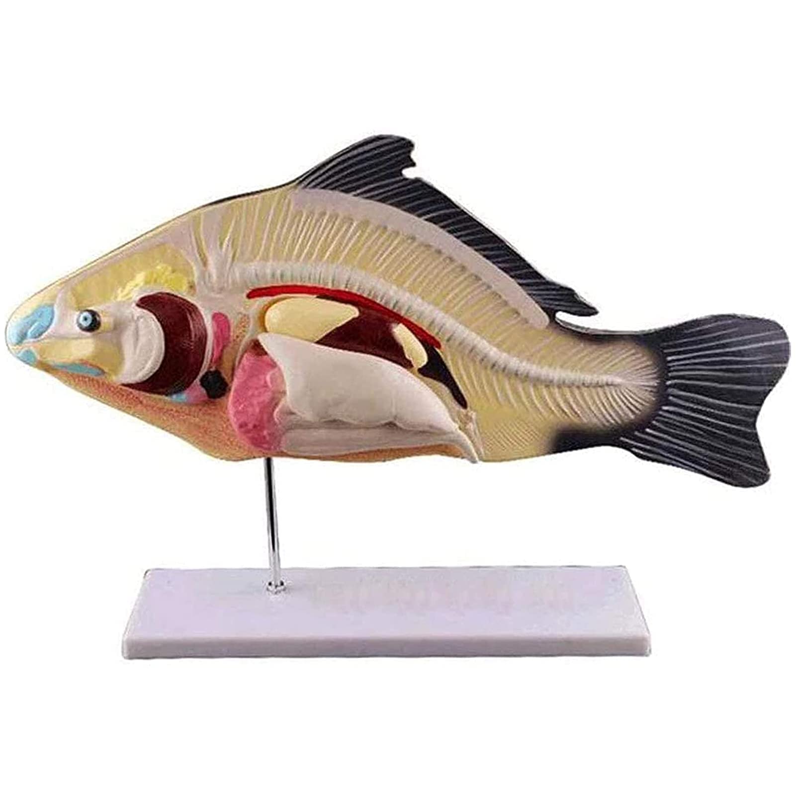 Perch Skeleton Diagram Fish Skeleton Images – Browse 53,184 Stock