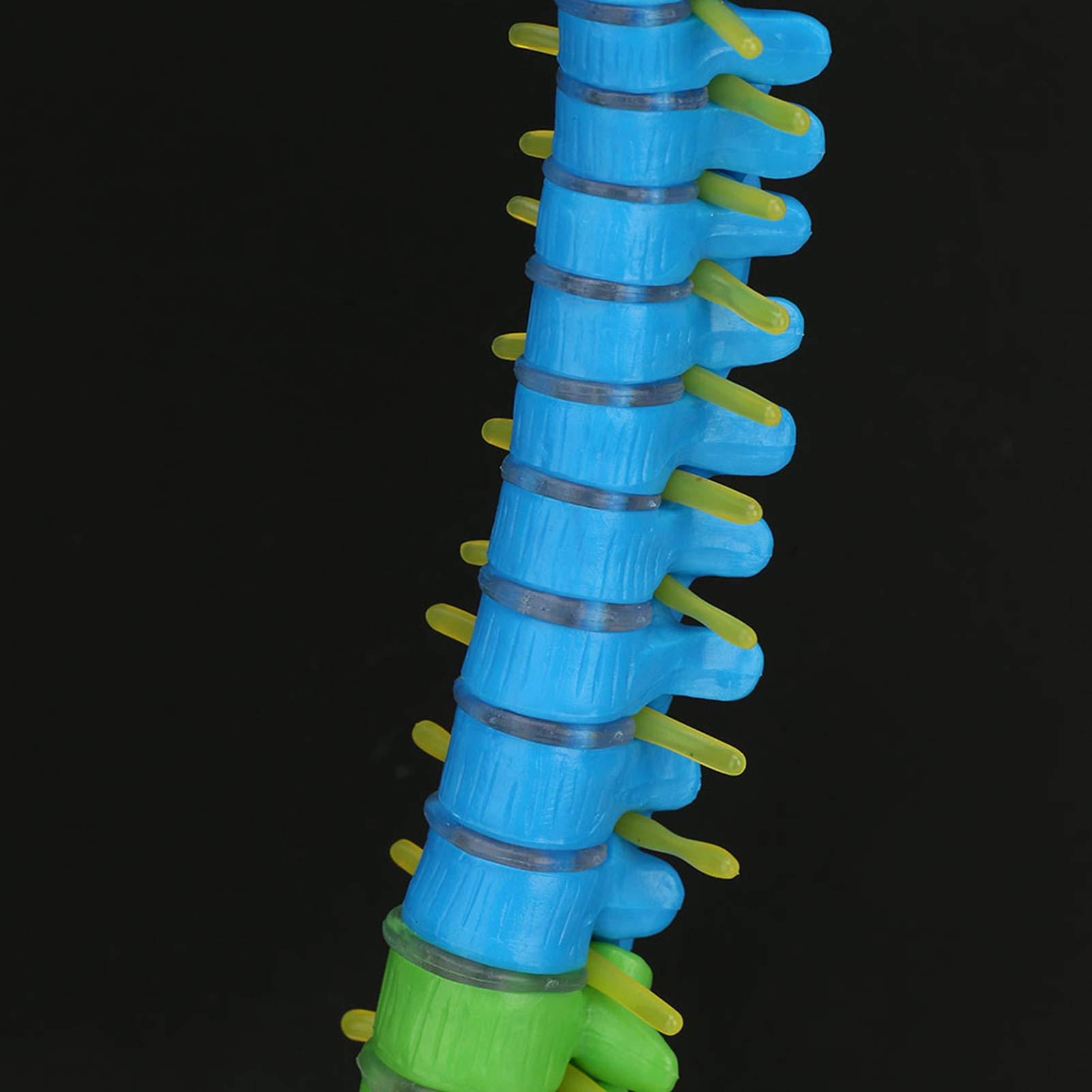Buy Human Spine Model Colored Flexible Scientific Anatomical Human ...