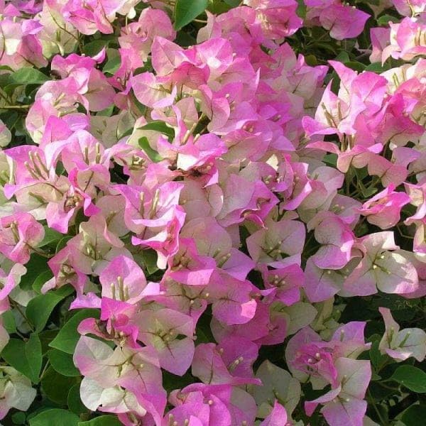 MITU Beautiful Bougainvillea Flower Pink Kagoj Ful Live Plant : Amazon ...