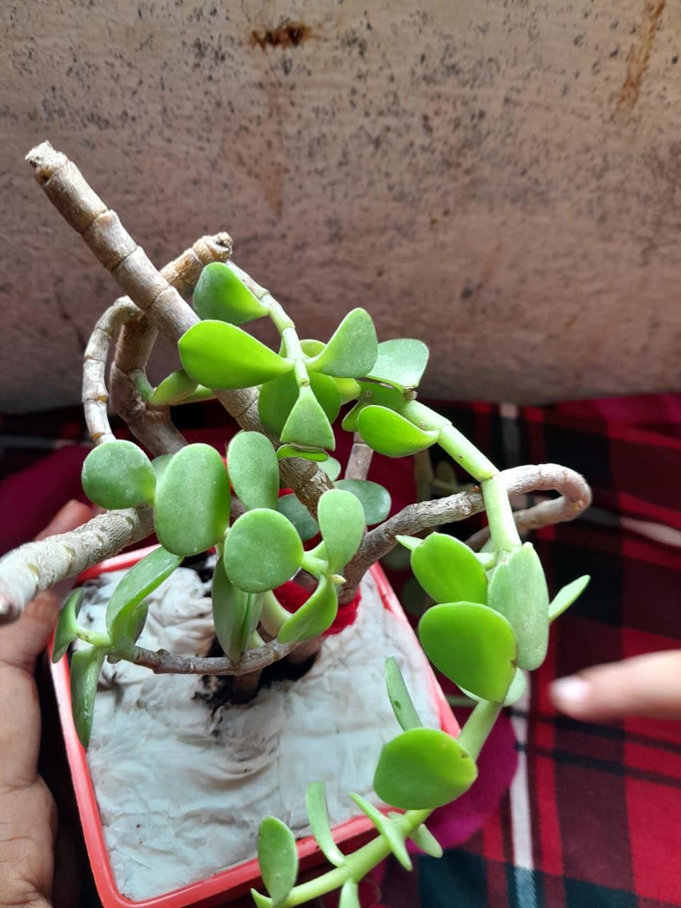 Hitanshi World Zed Plant,Jade Plant, Zed plant with Pot,Zed Live Plant ...
