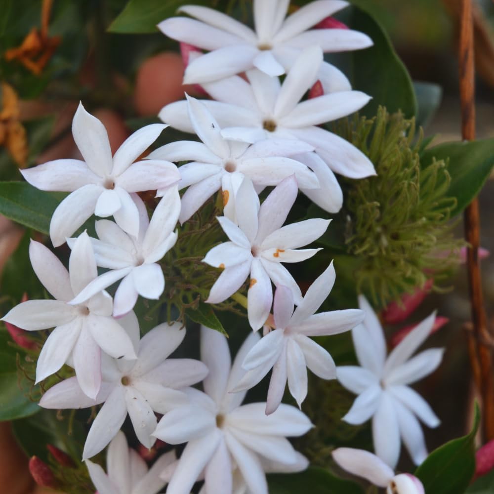 Amazon.com : 2 Blooming Jasmine Plants, Maid of Orleans Sambac Jasmine ...