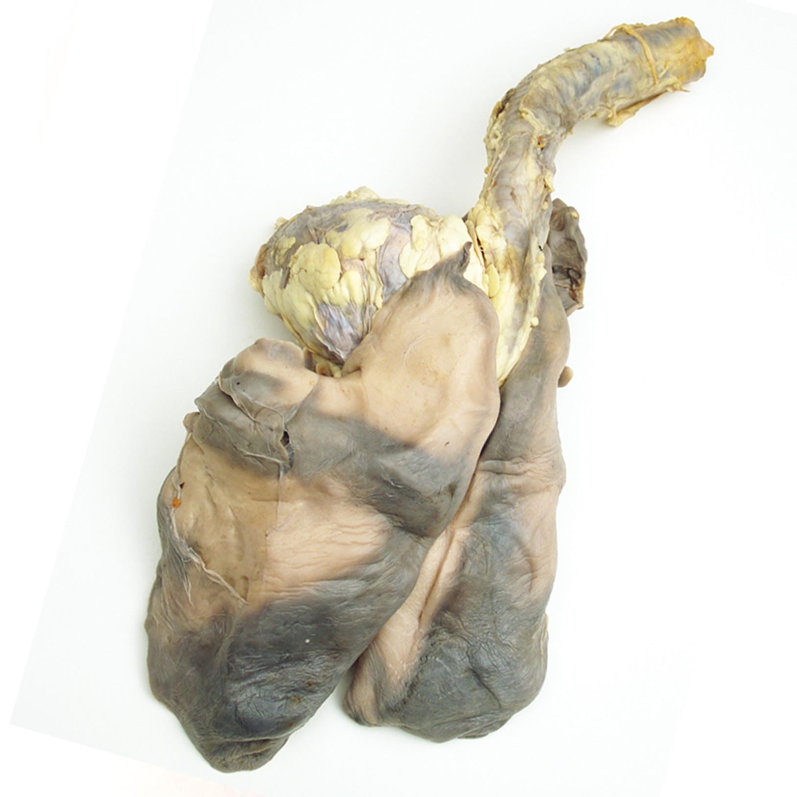 Ventral View Of Sheep Heart Anatomy Lab Sheep Pluck Preserved Specimen
