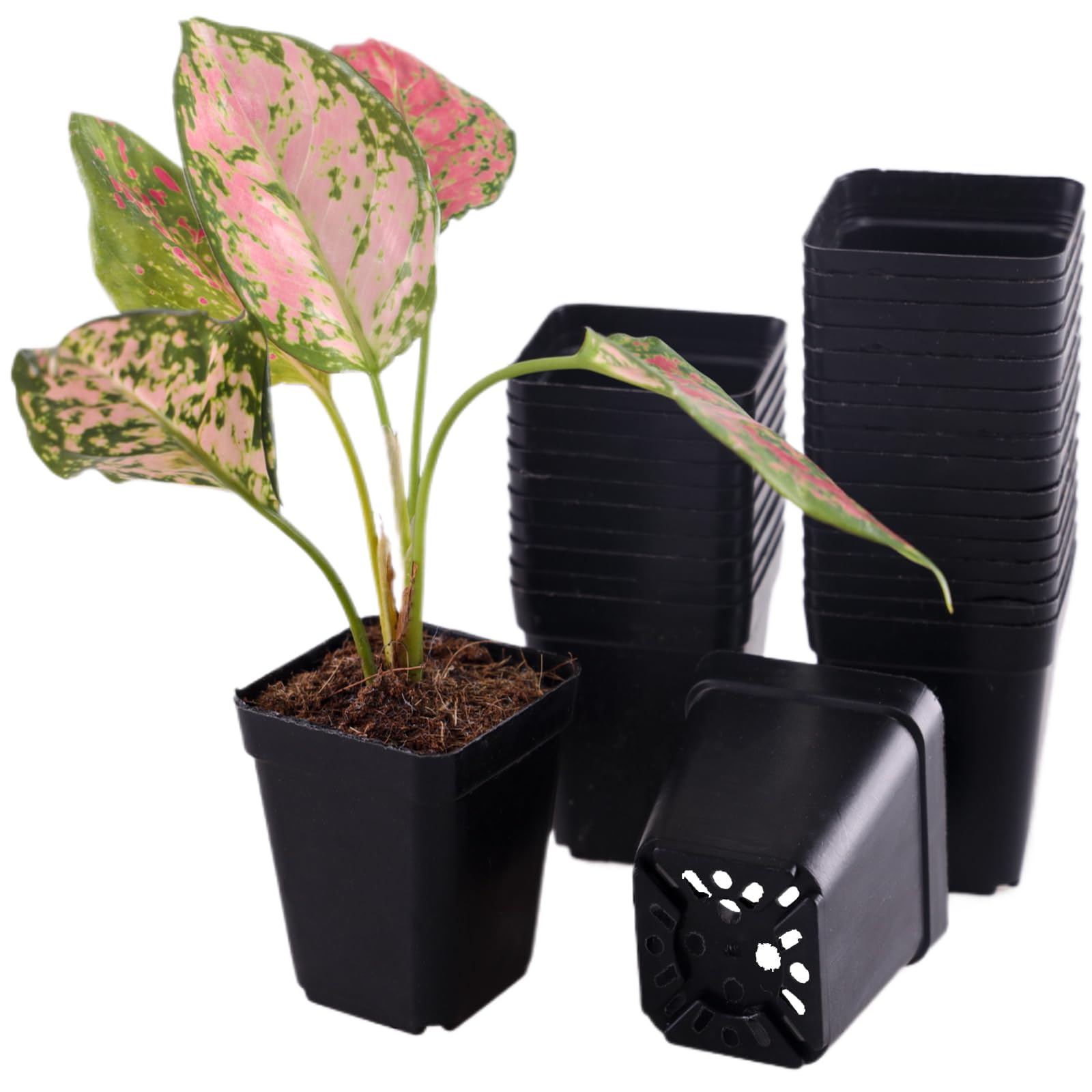 Amazon.com: 50 Packs Square Nursery Pots for Plants 2.2 Inch Succulent ...