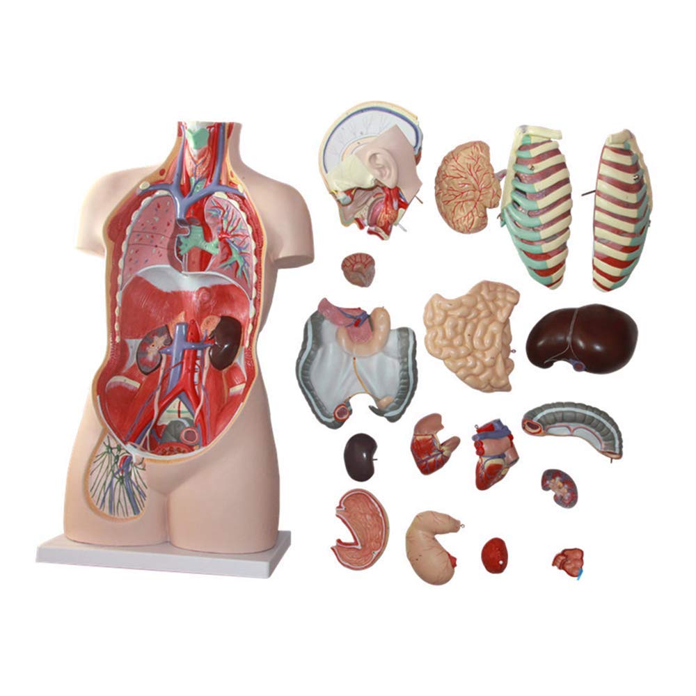 Buy ZYG.GG Anatomical Model of Human Organ 17 Parts Human Torso ...