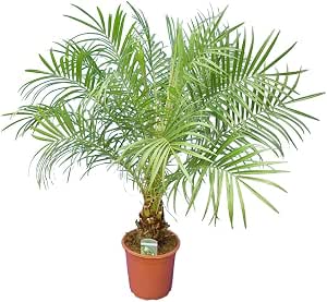 Phoenix roebelenii, palmier, palmier dattier nain – Hauteur totale ...
