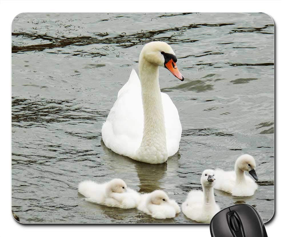 Cygnet Bird