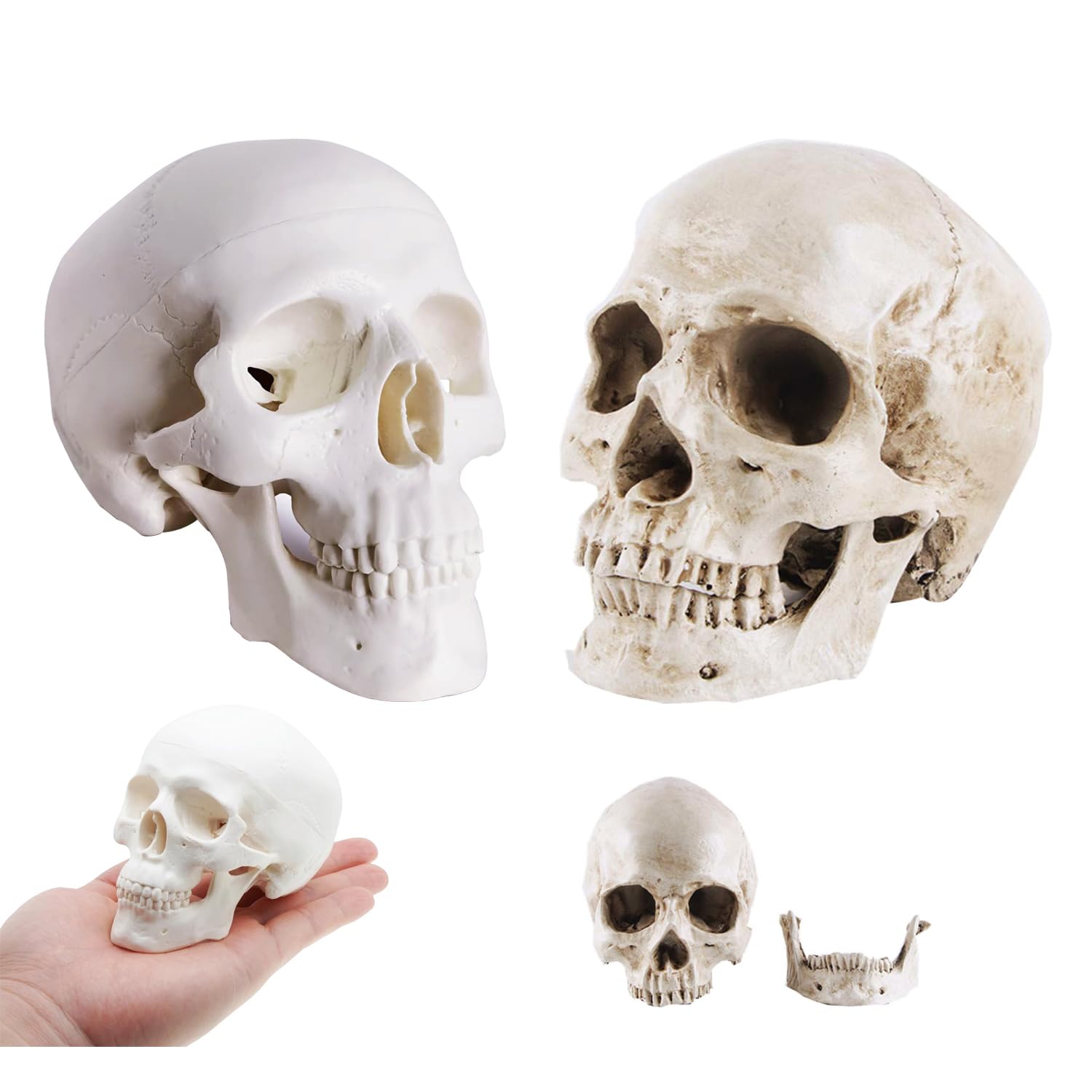 Snapklik.com : 2-Pack Mini Skulls Décor, Human Skull Model Anatomy ...