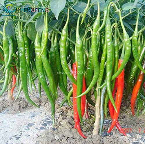 Seeds Point High Yield Rare F1 hybrid" Arka Sweta" Variety Green Chilli ...