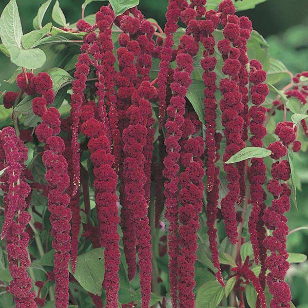 M-Tech Gardens Rare Hybrid Amaranthus " Love Lies Bleeding " Exotic 100 ...