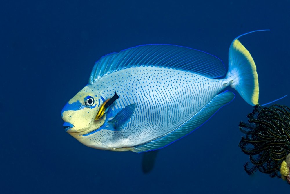Unicorn Fish Bluespine Unicornfish Wikipedia