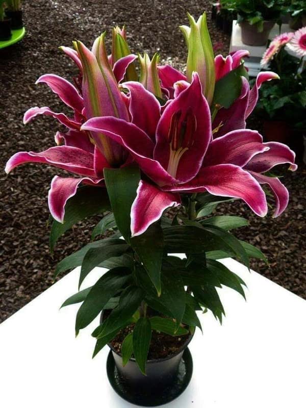 Siviga® Asiatic lily flower bulbs for Your Garden | dark maroon Asiatic ...