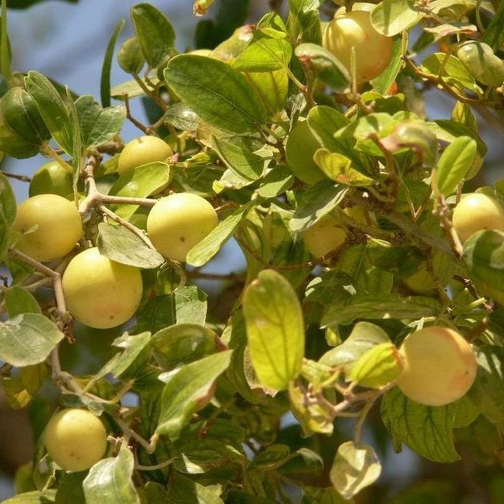 Amazon.com : Ziziphus spina-christi, Christ's Thorn Jujube 20 seeds ...