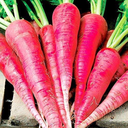 Reddish Red Long Seeds Vegetable Seeds Hybrid F1 Seeds for Home Garden ...