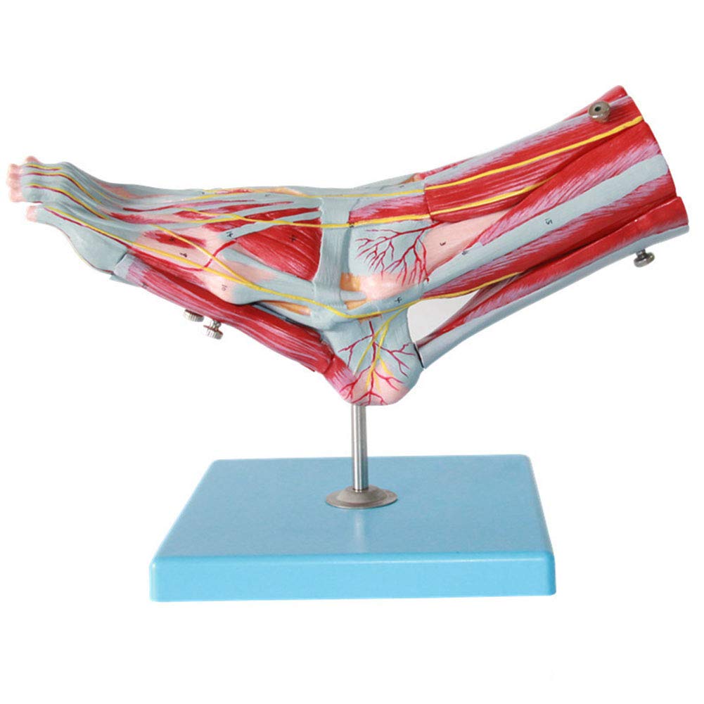 Buy Foot Muscle Anatomy Model, Including The Foot Muscle, Long Toe ...