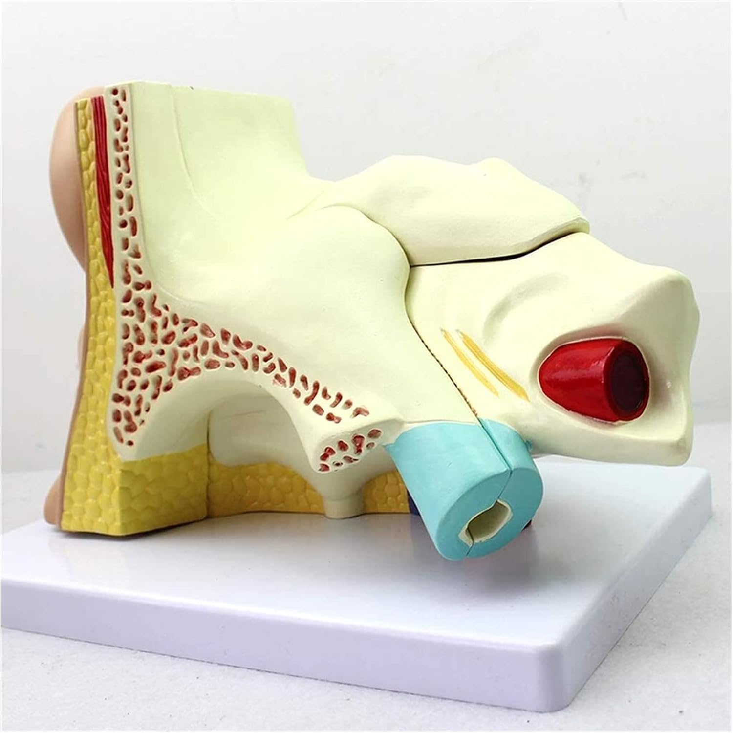 WDSOPK Educational Model, Ear Anatomy Model Simulation Ear Model Kit ...